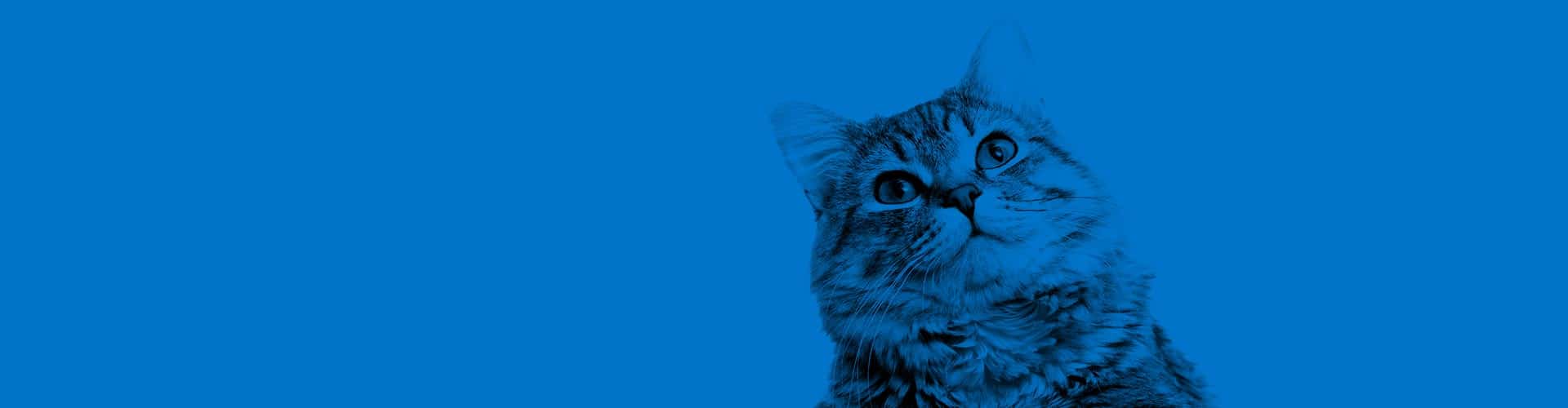 Find Your Feline Friend: Aldie, VA Cat Adoption Service