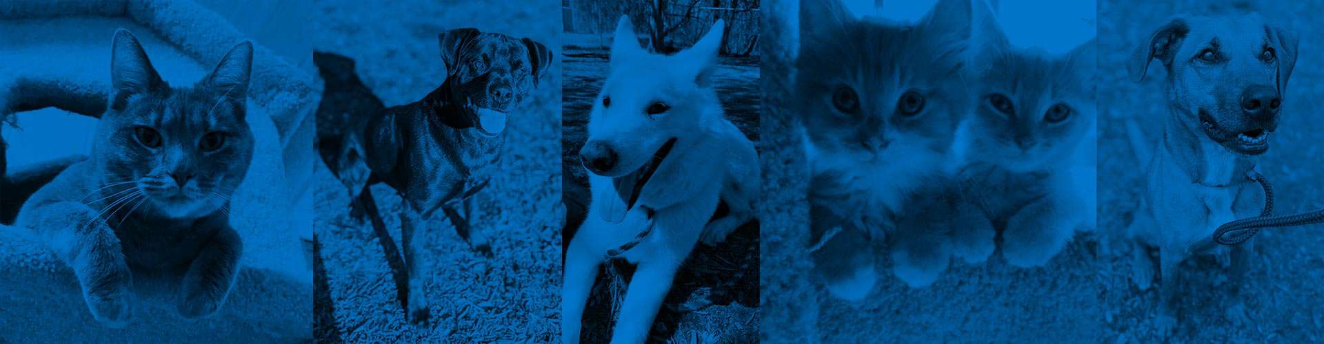 Get Involved with FOHA - Friends of Homeless Animals