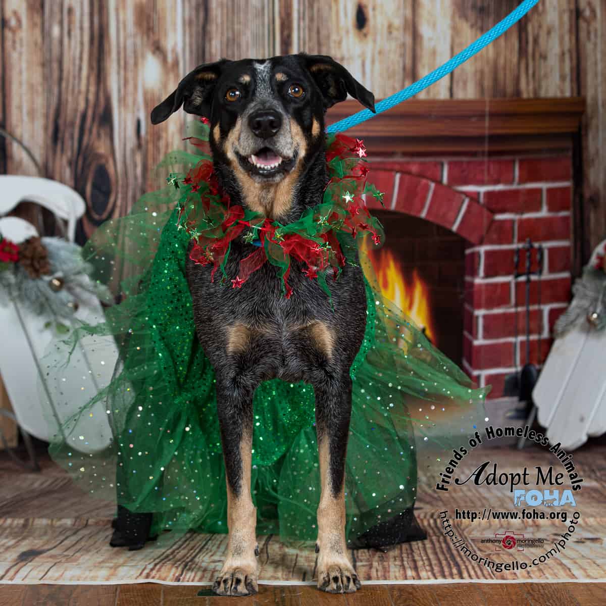 Doris - Friends of Homeless Animals