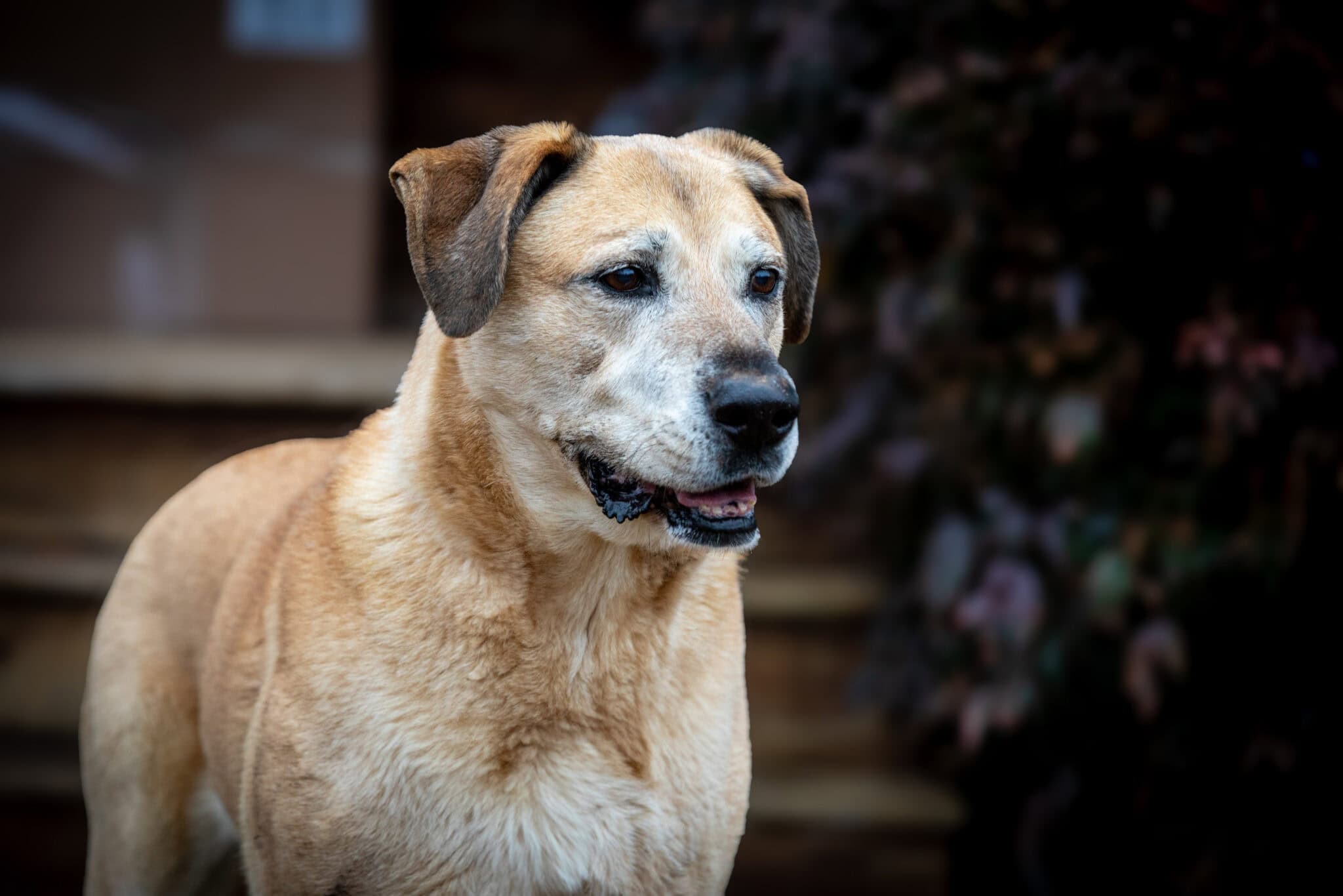 Echo - Friends of Homeless Animals