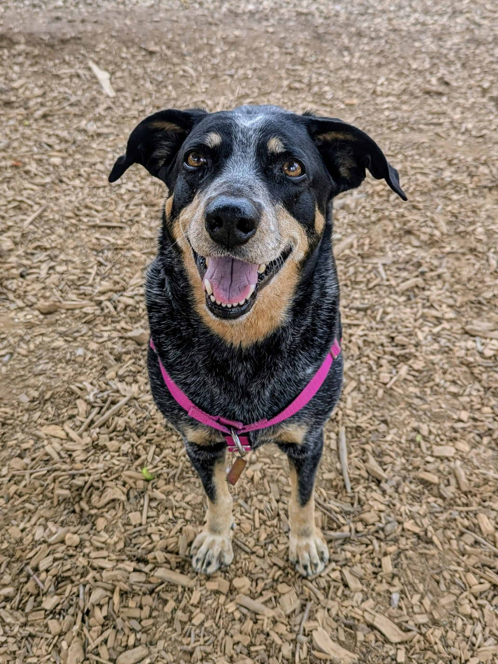 FOHA | No-Kill Animal Shelter in Aldie, VA | Since 1973