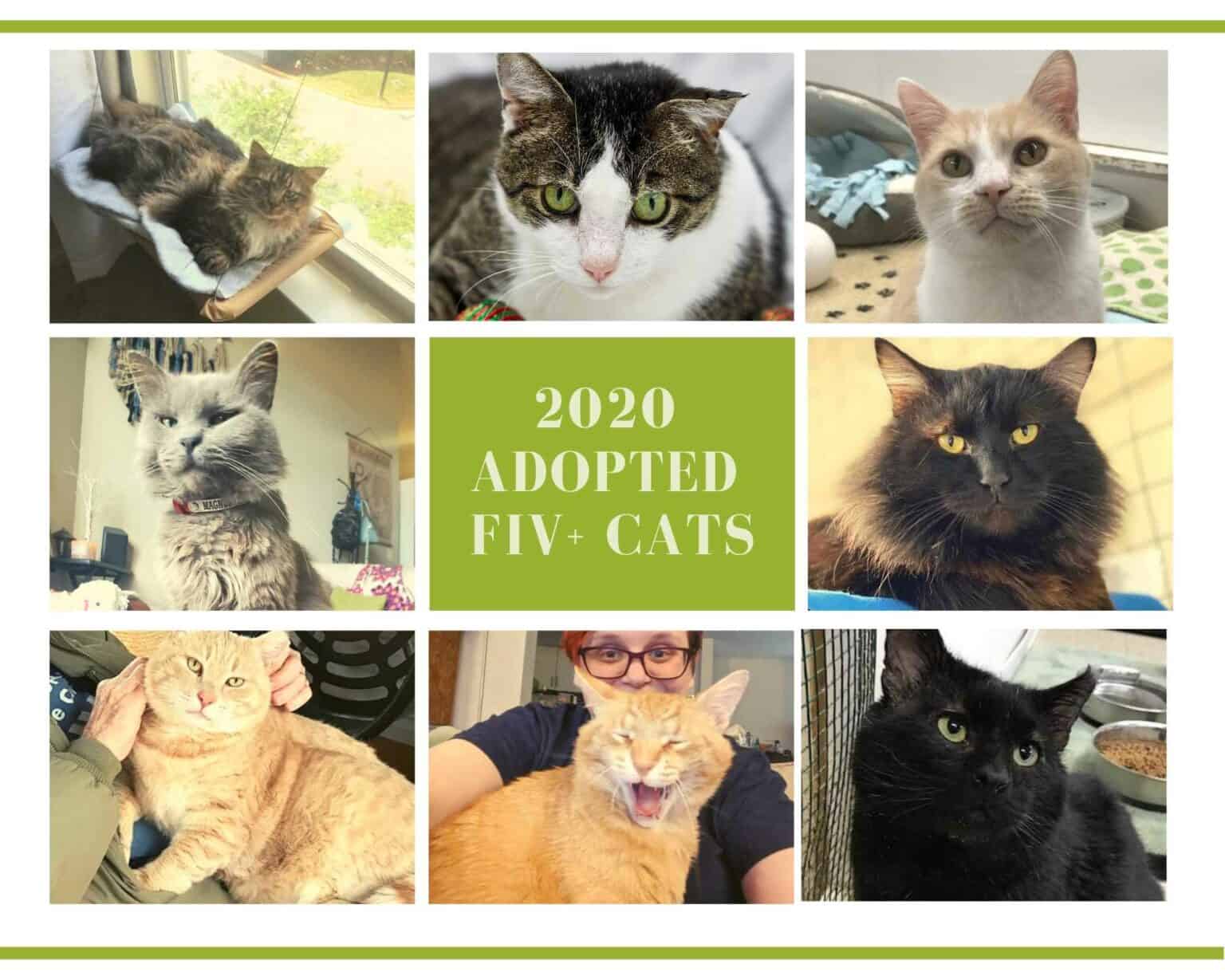 FOHA's FIV Cat Program - Friends of Homeless Animals