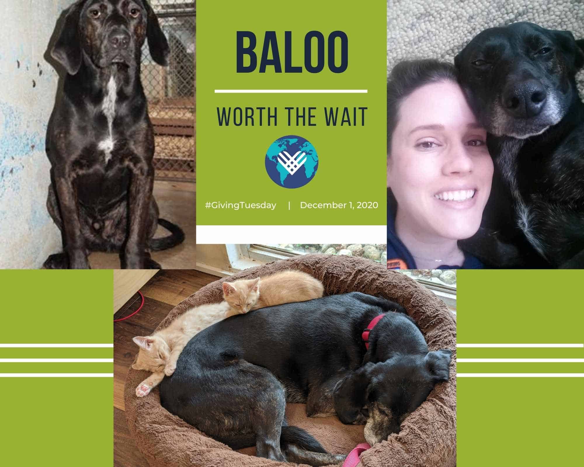 Informational/Editorial Baloo's Happy Tail: A Year of Love at FOHA ...