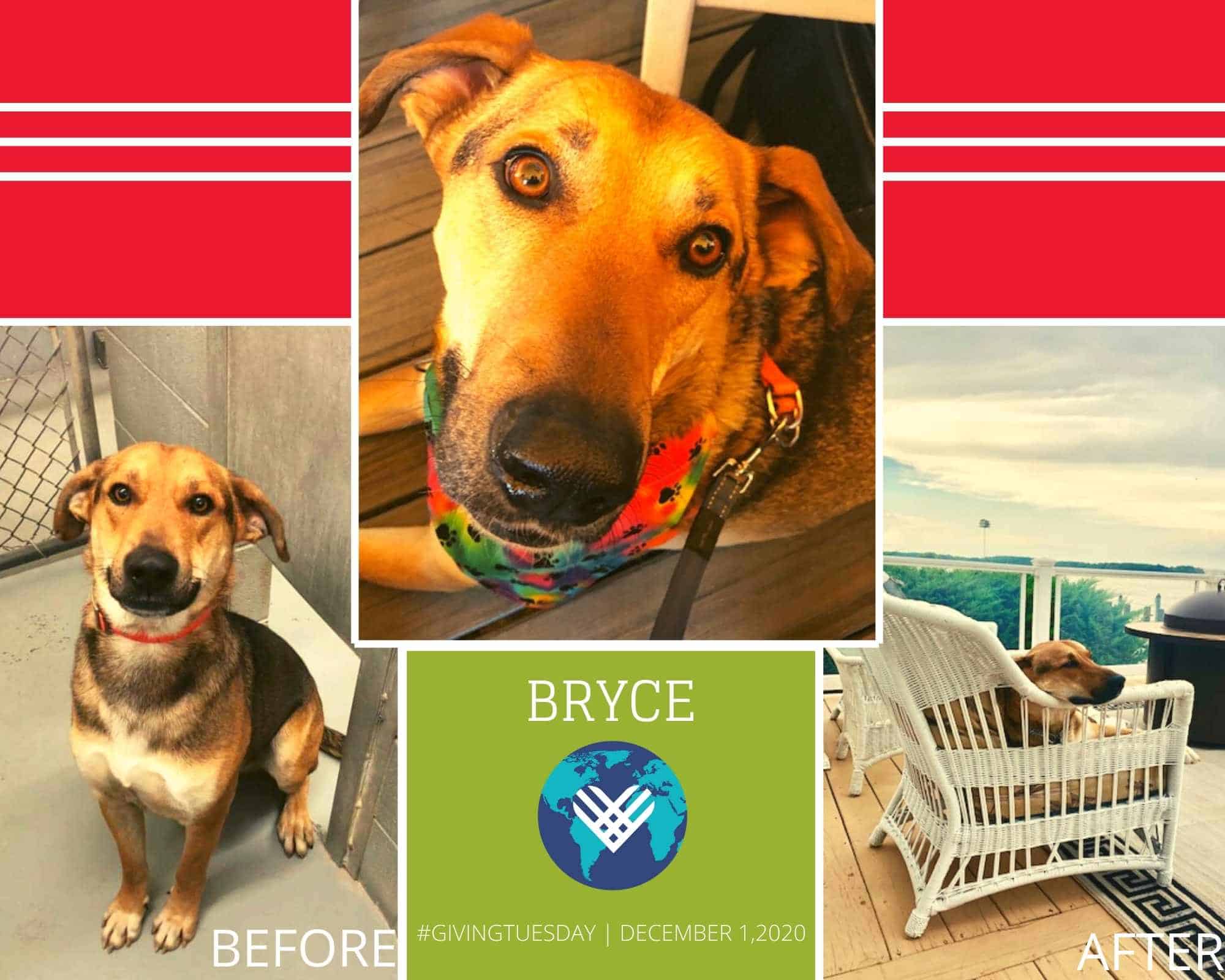 Bryce - Friends of Homeless Animals