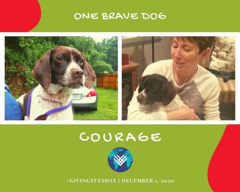 Courage - Friends of Homeless Animals