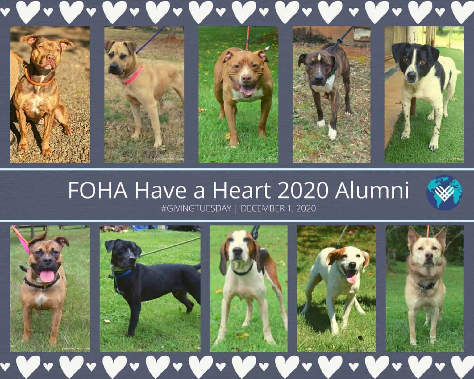 FOHA Programs | Aldie Animal Shelter