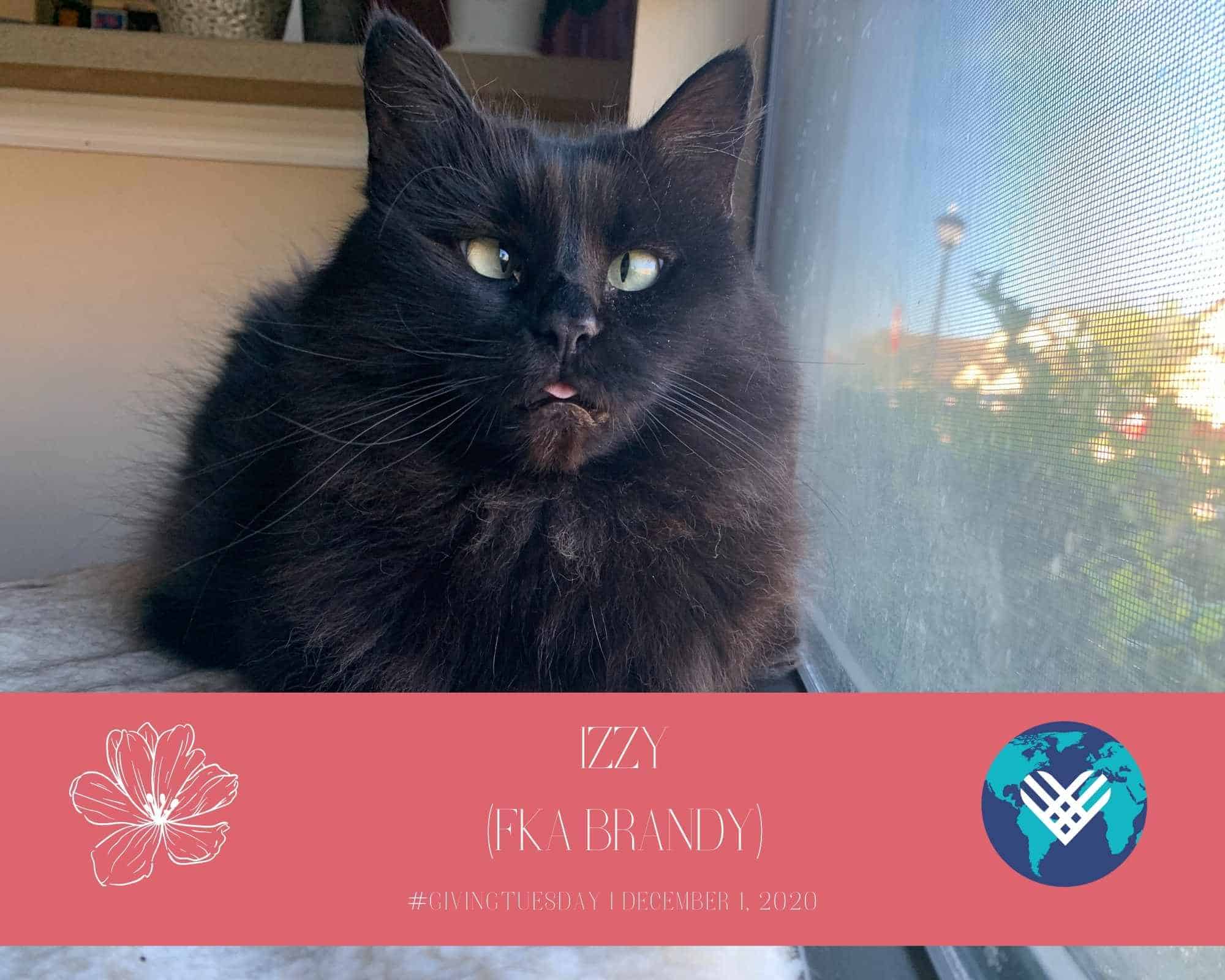 Izzy (FKA Brandy) - Friends of Homeless Animals