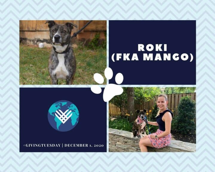 Roki (FKA Mango) - Friends of Homeless Animals