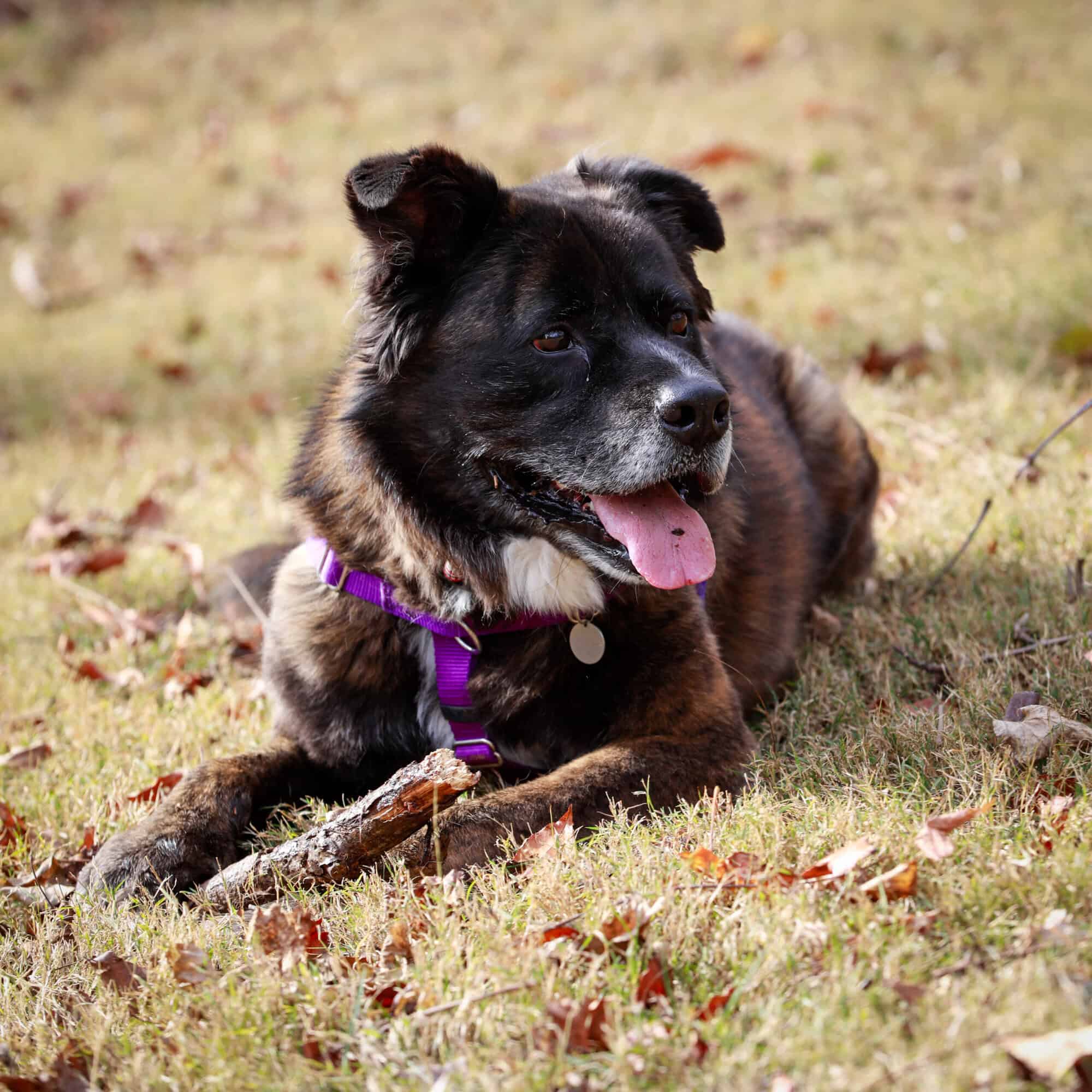 Samson | Pet Fostering Program