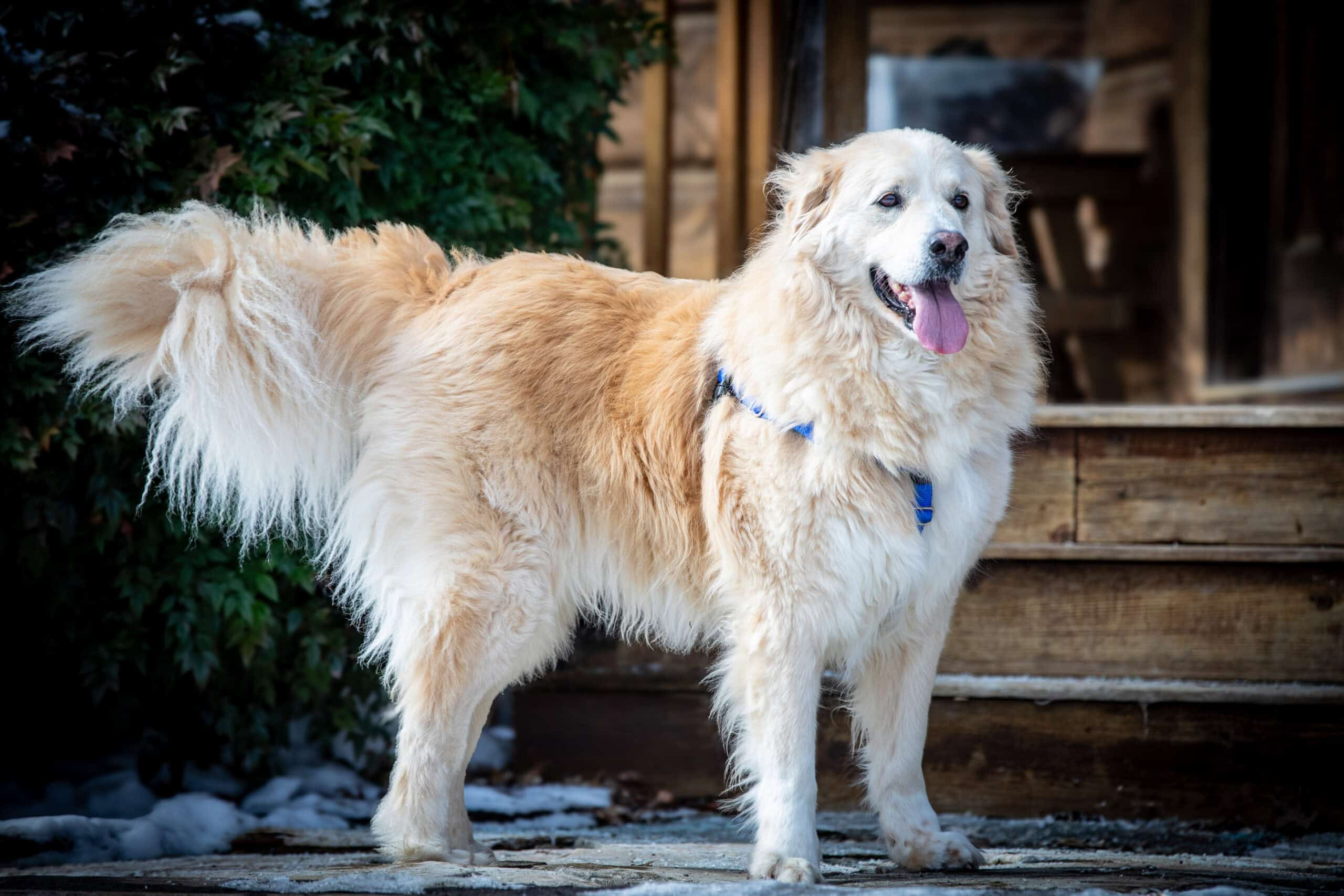 Wally - Friends of Homeless Animals