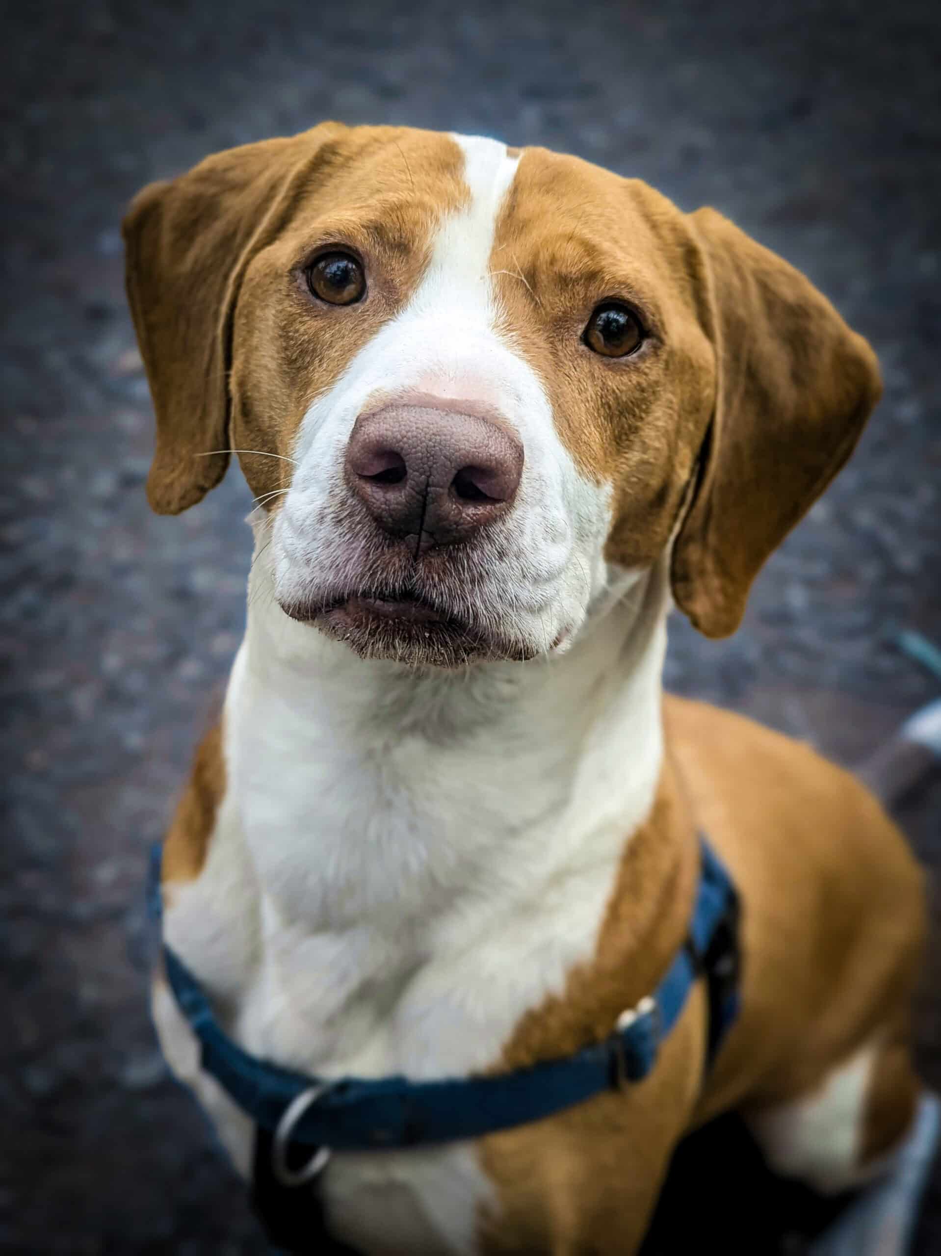 Ozzy | Pet Fostering Program
