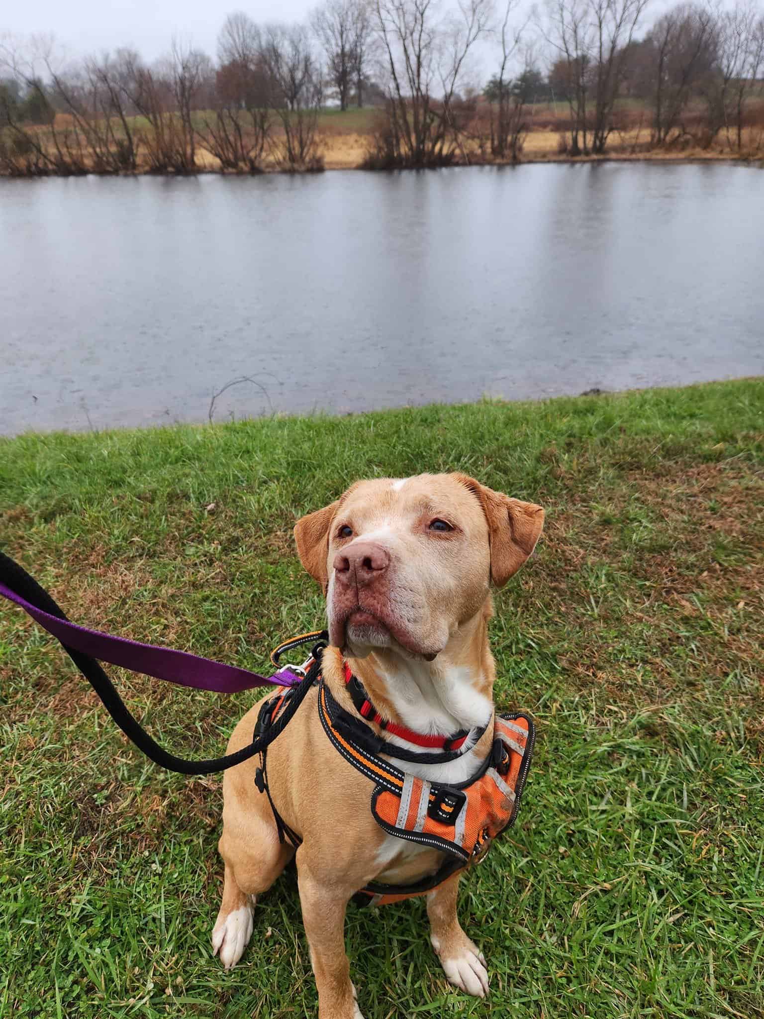 Buddy - Friends of Homeless Animals