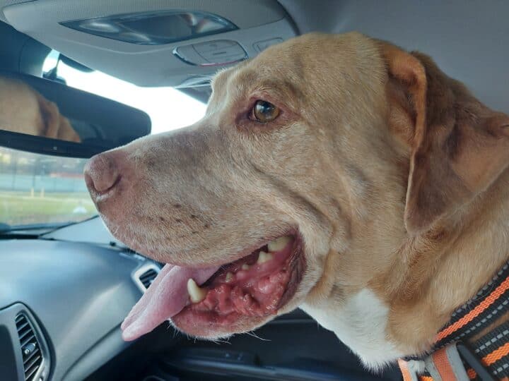 Buddy - Friends of Homeless Animals