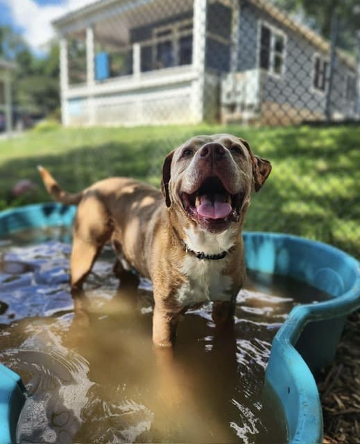 Buddy - Friends of Homeless Animals