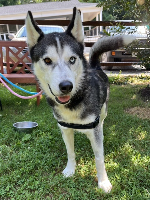 Find a Dog - Friends of Homeless Animals