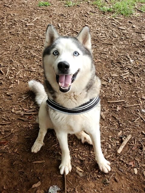 Find a Dog - Friends of Homeless Animals