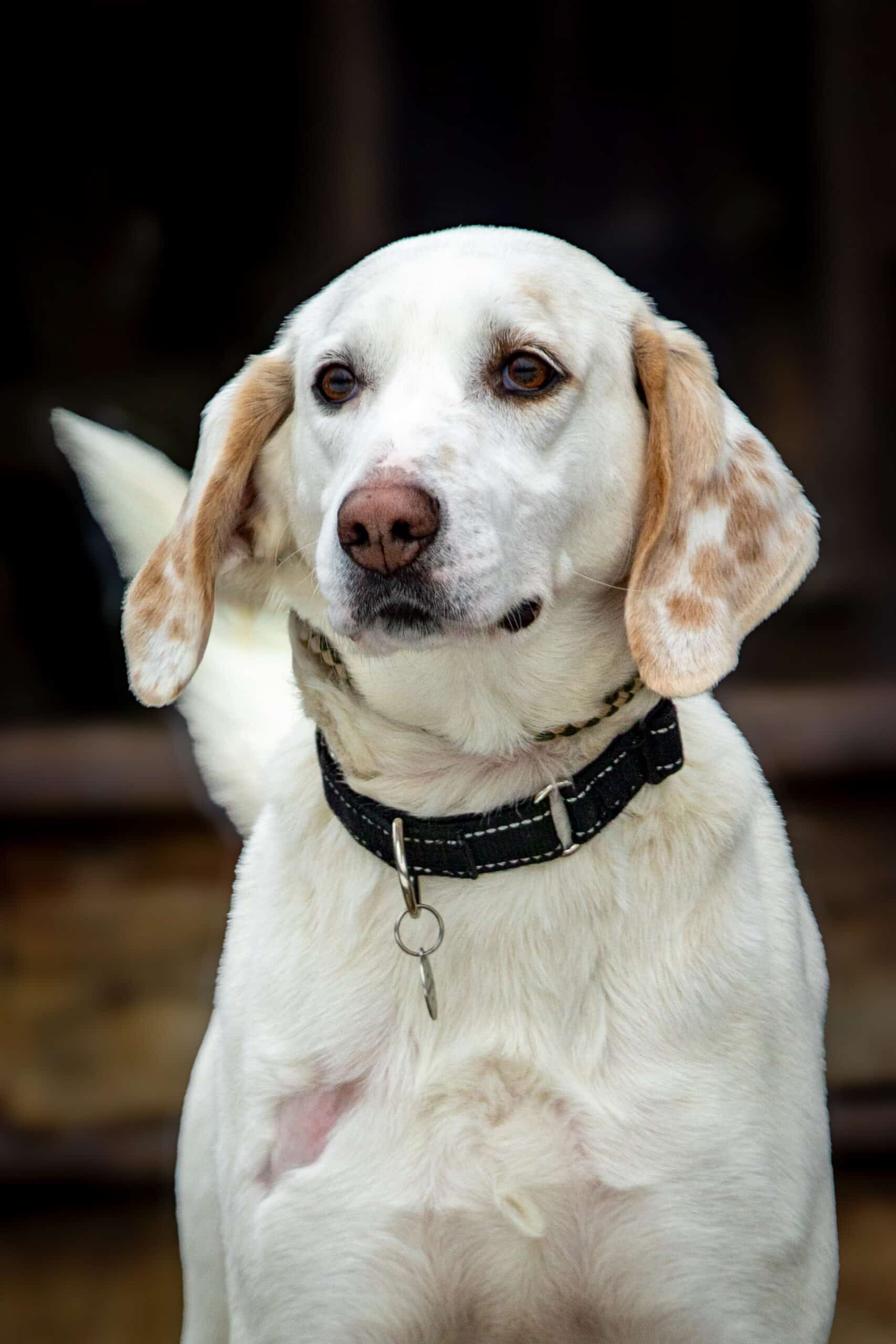 Aspen - Friends of Homeless Animals