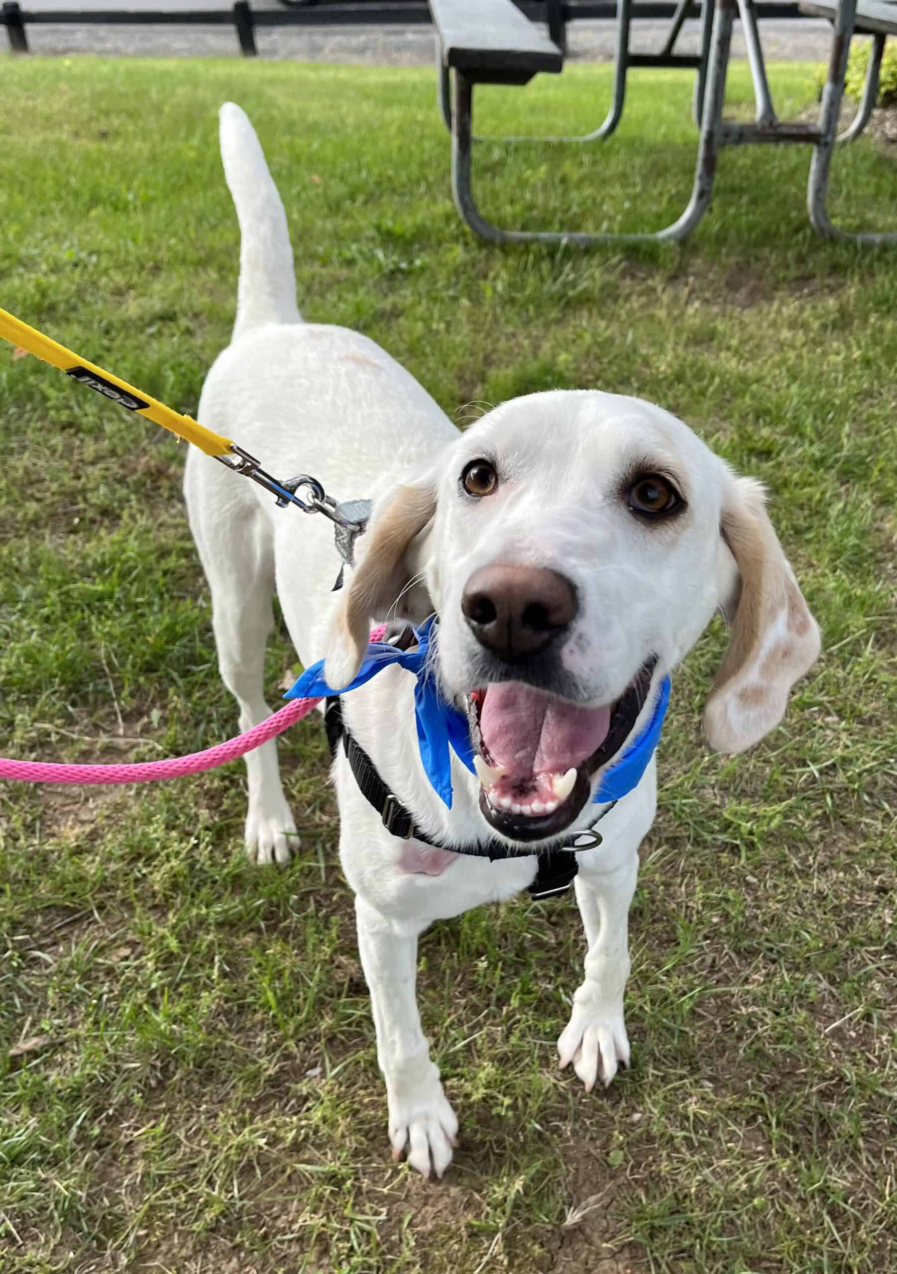 Aspen - Friends of Homeless Animals