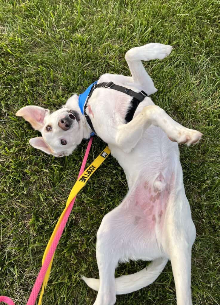 Aspen - Friends of Homeless Animals