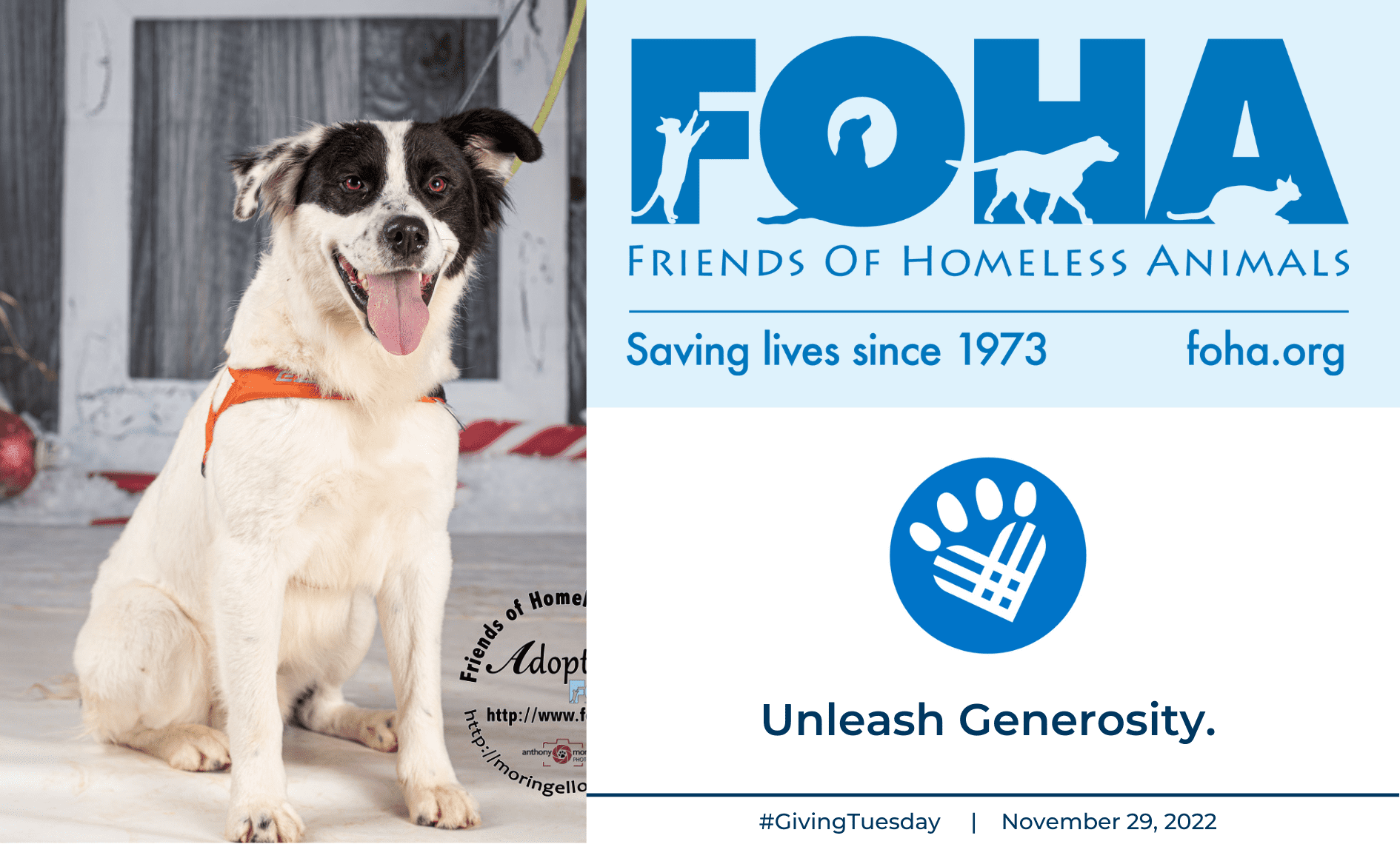 Get Involved Today! Giving Tuesday 2022 - Friends of Homeless Animals