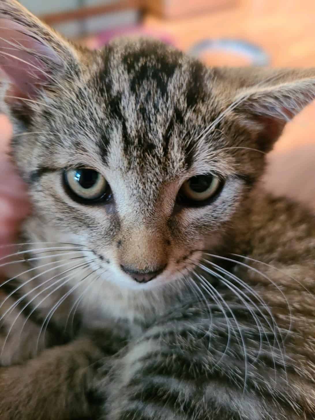 Find a Cat - Friends of Homeless Animals