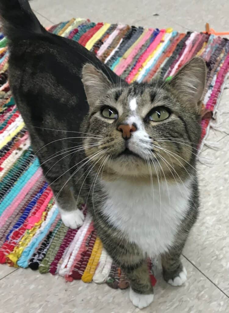 Find a Cat - Friends of Homeless Animals