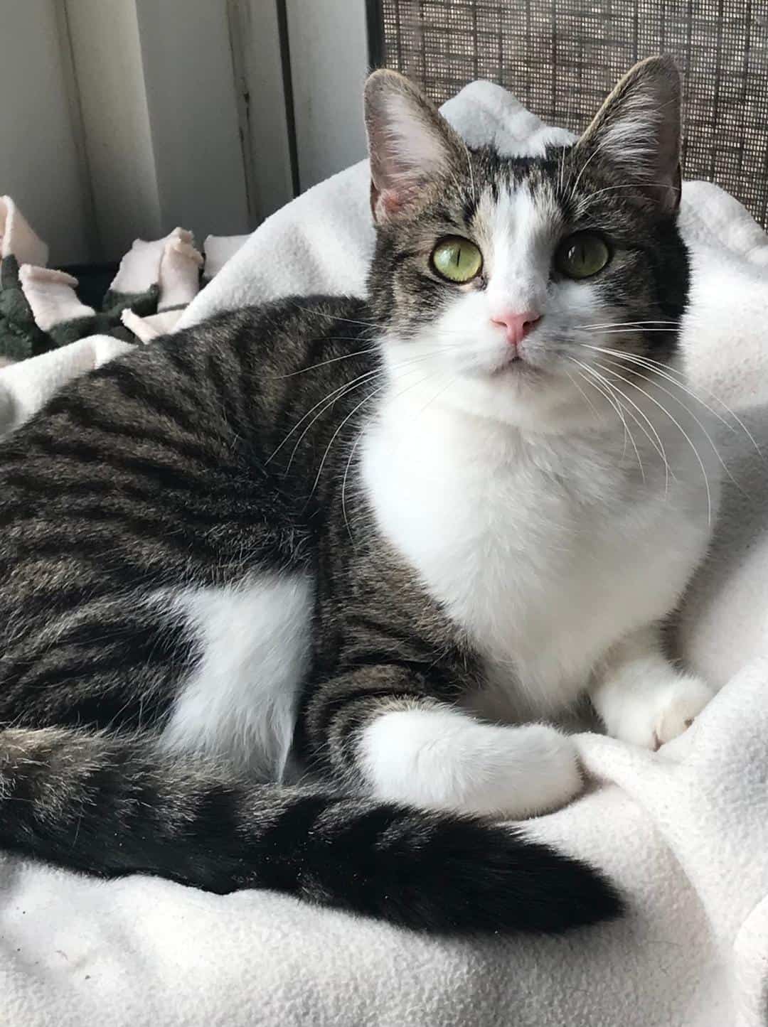 Find a Cat - Friends of Homeless Animals