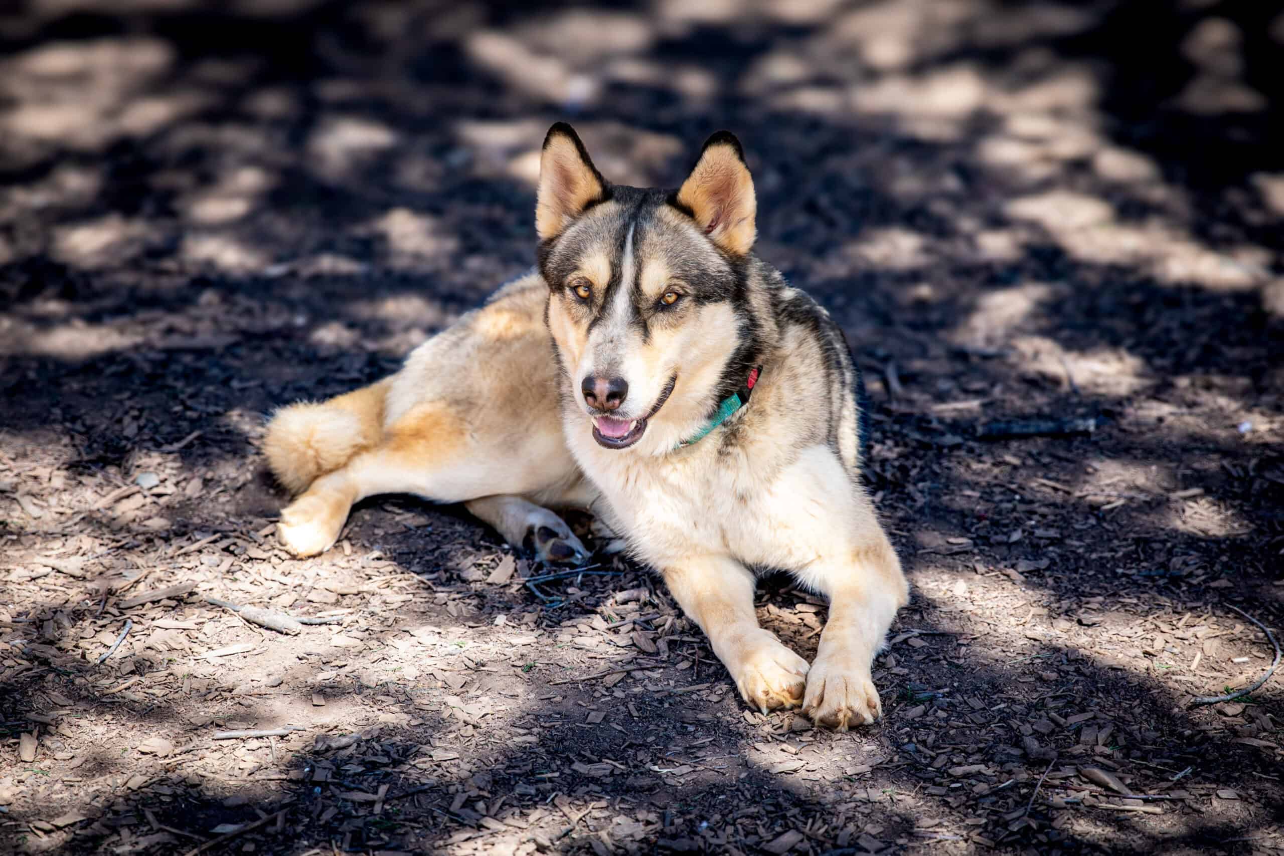 Janis J - Friends of Homeless Animals