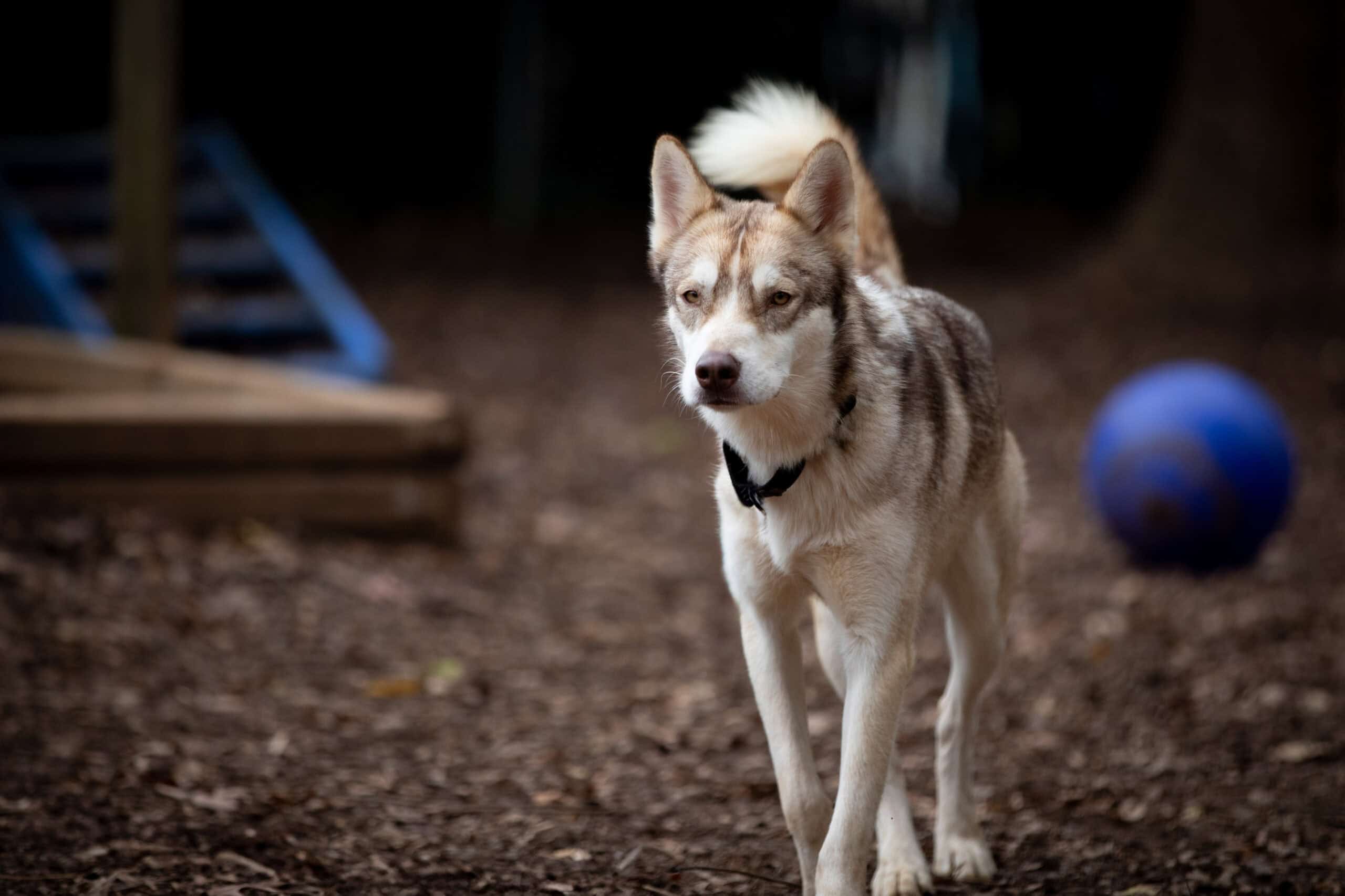 Jerry G | Pet Fostering Program