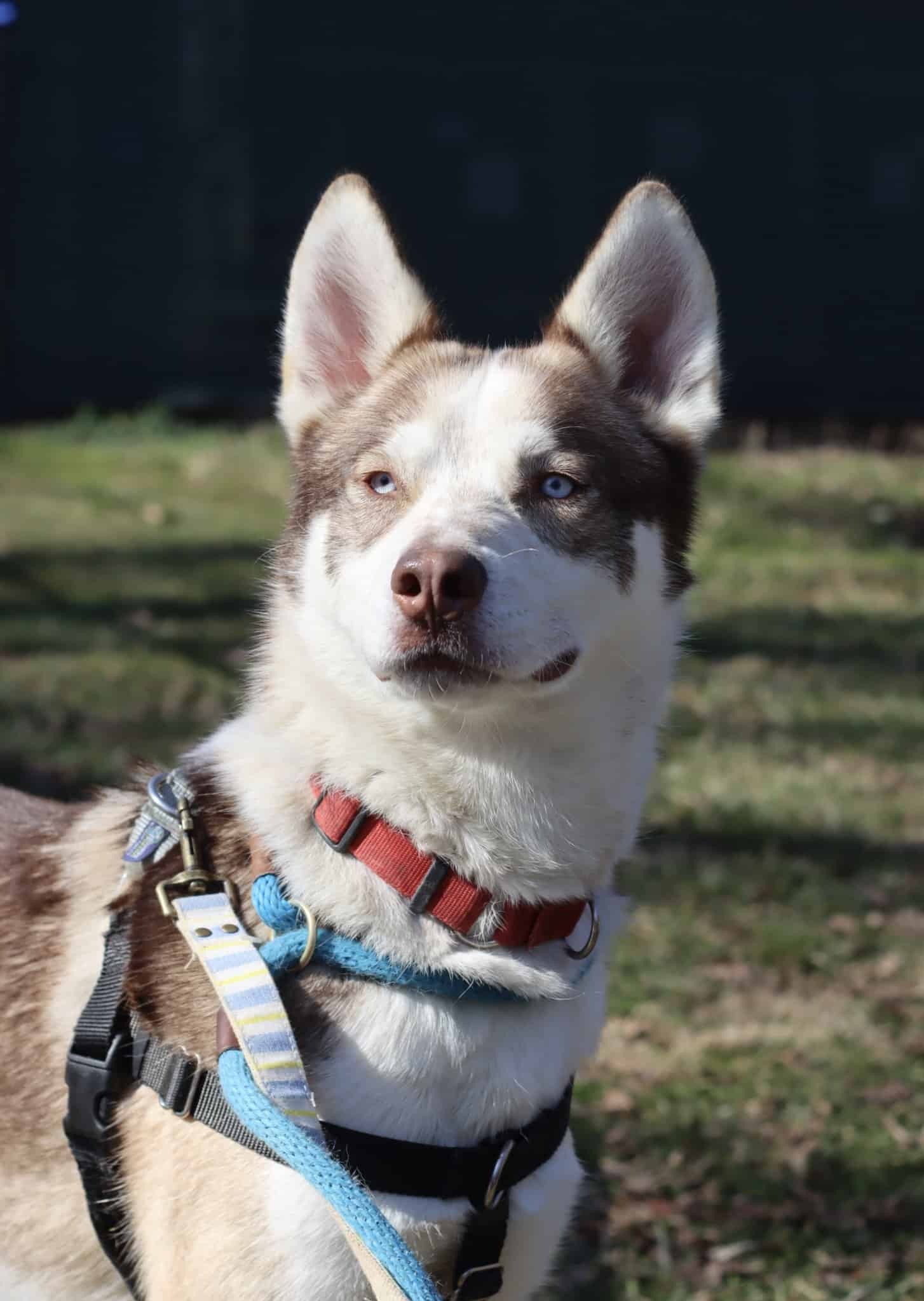 Ohana - Friends of Homeless Animals