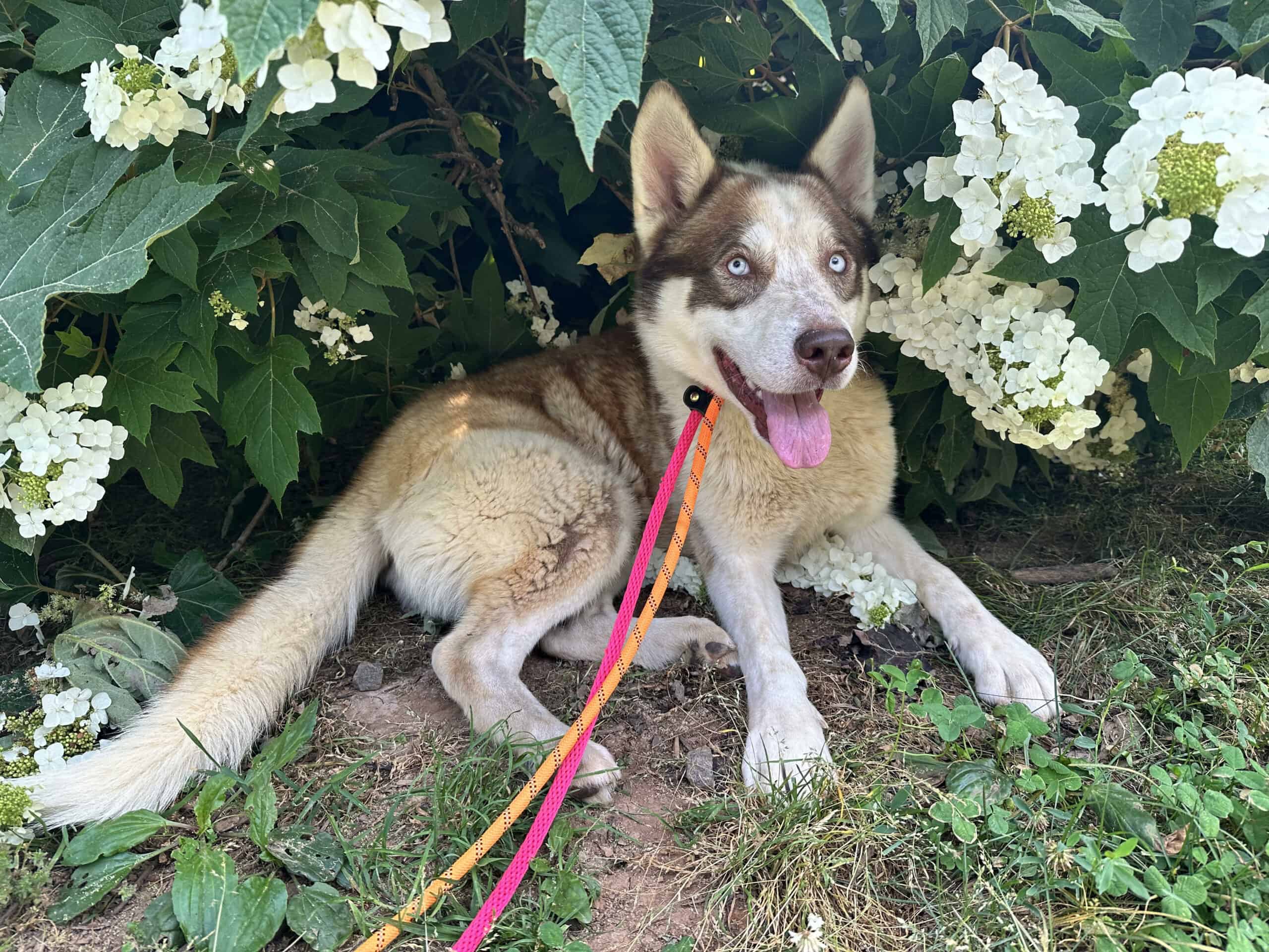 Ohana - Friends of Homeless Animals