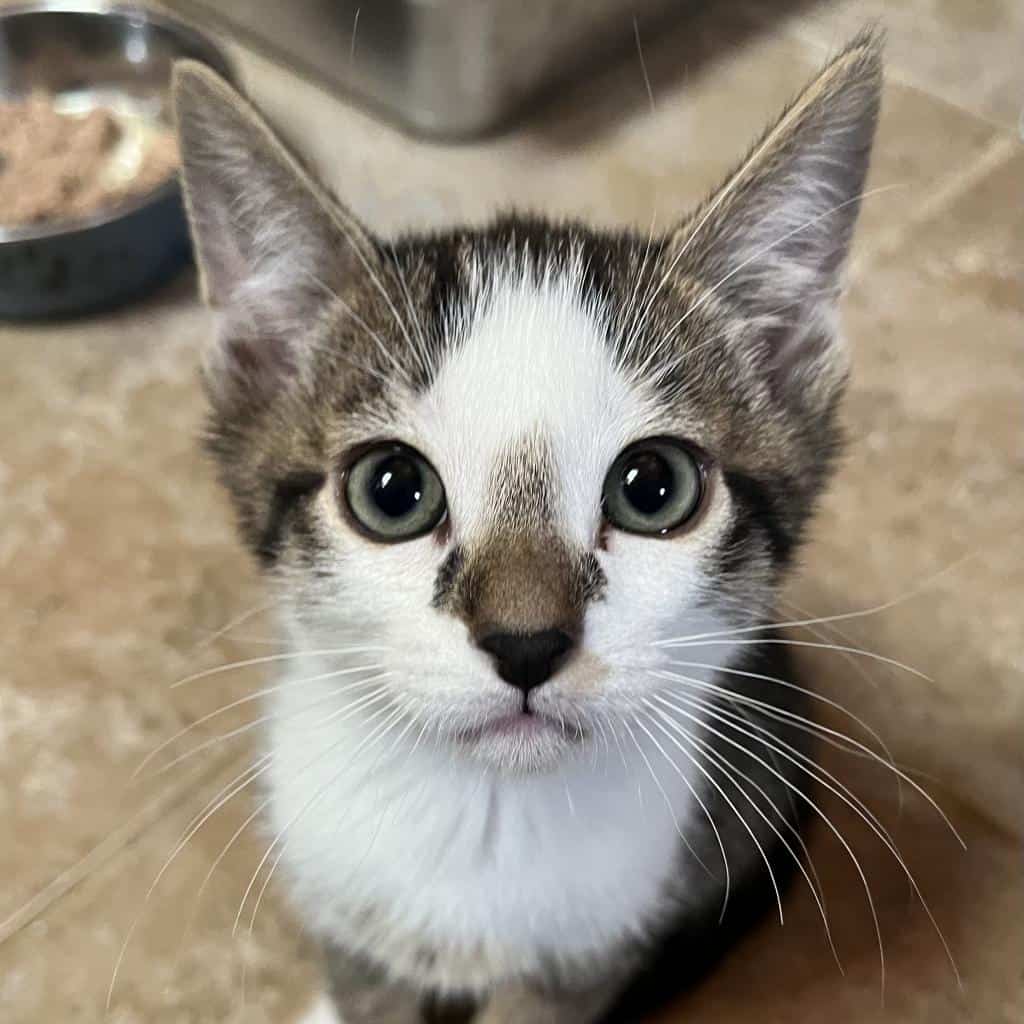 Find a Cat - Friends of Homeless Animals