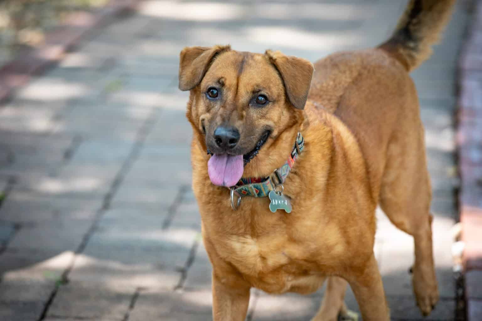 Moose - Friends of Homeless Animals