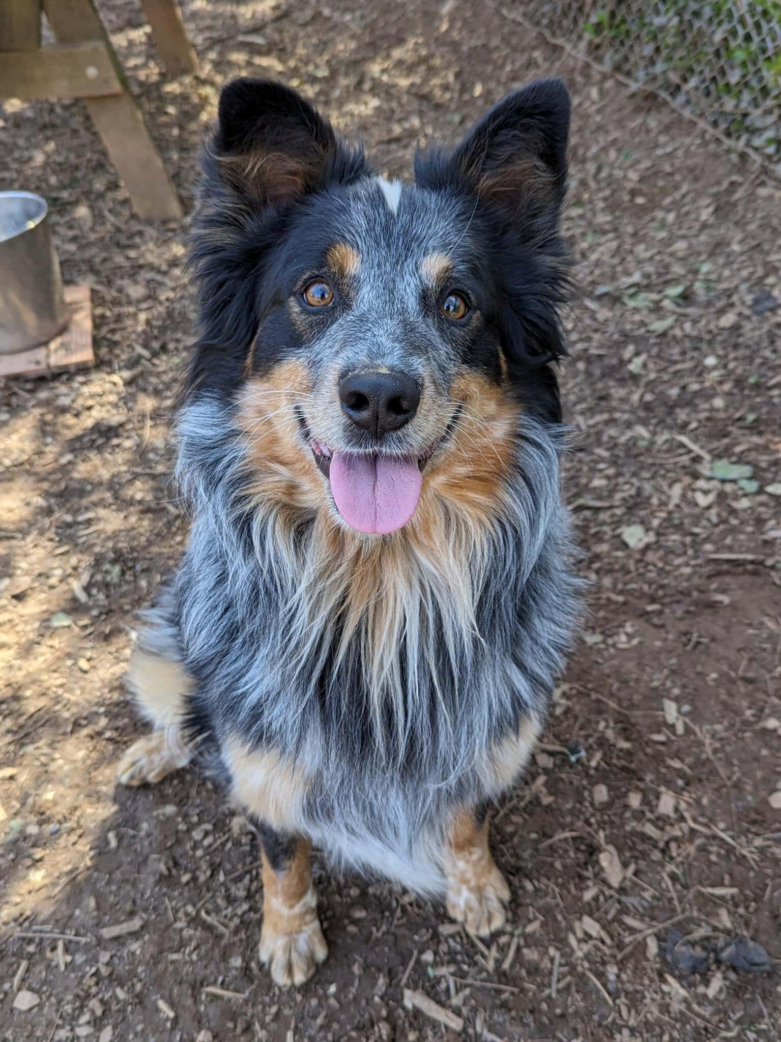 Jasper - Friends of Homeless Animals