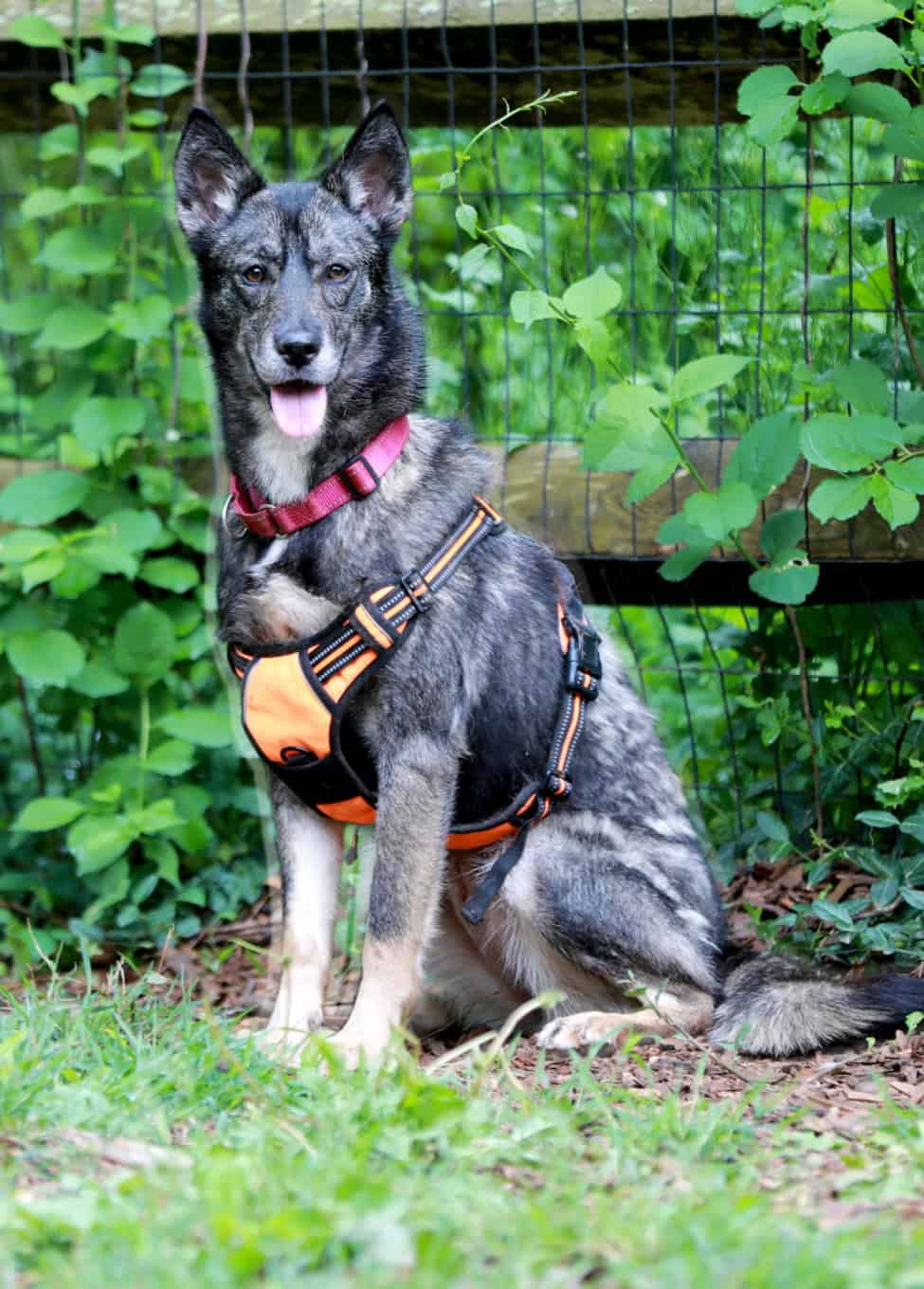 Kita | Pet Fostering Program