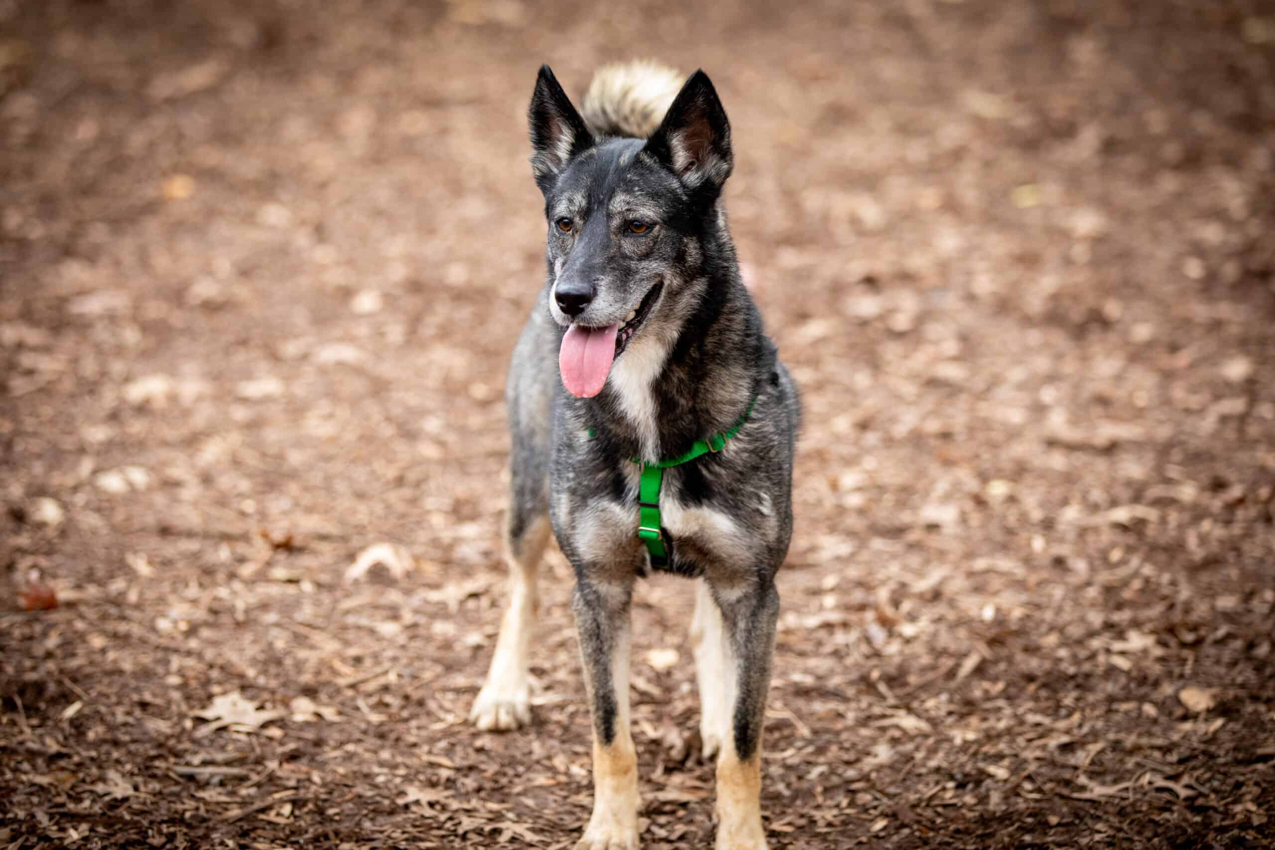 Kita - Friends of Homeless Animals