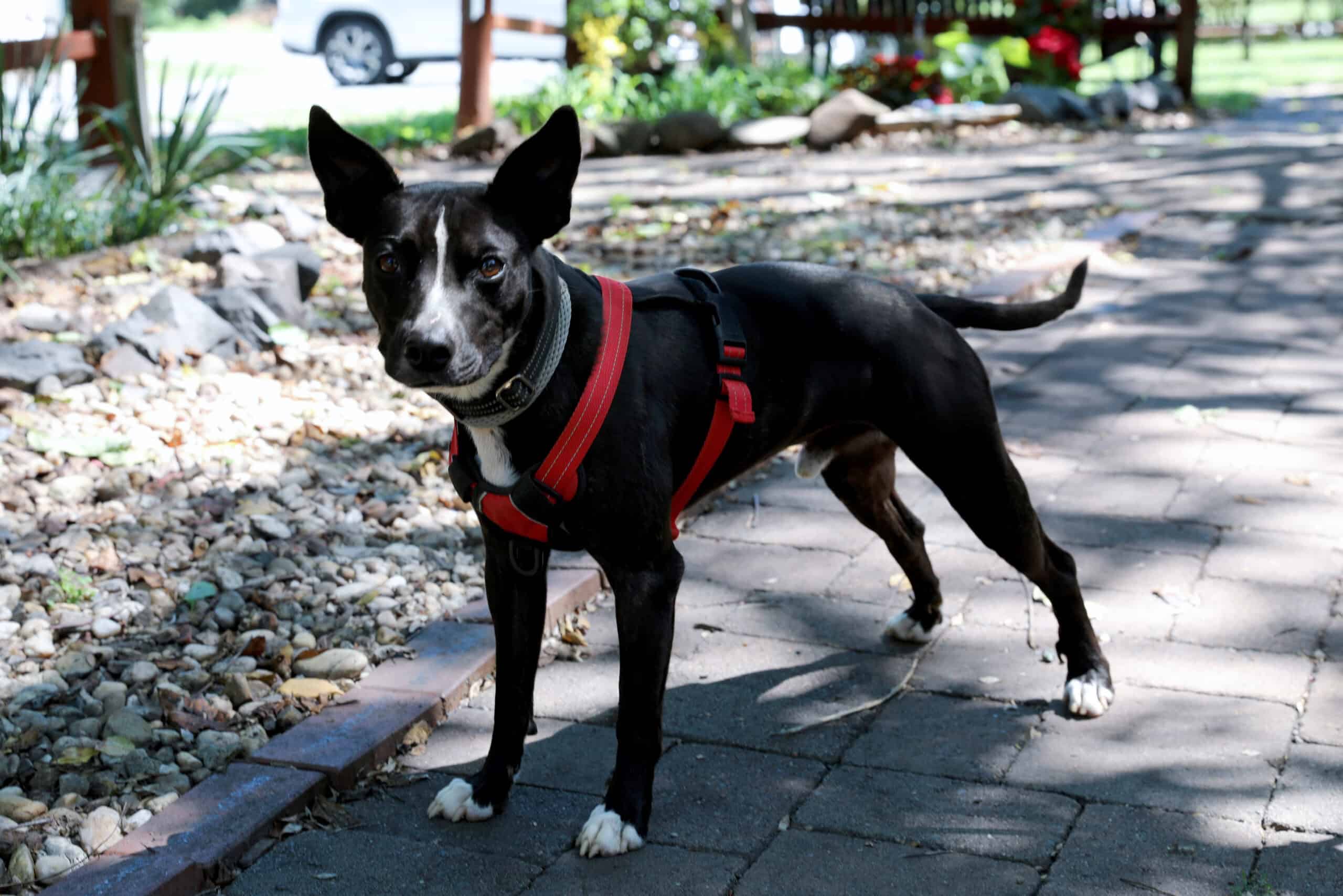 Milo (MEE-LO) - Friends of Homeless Animals