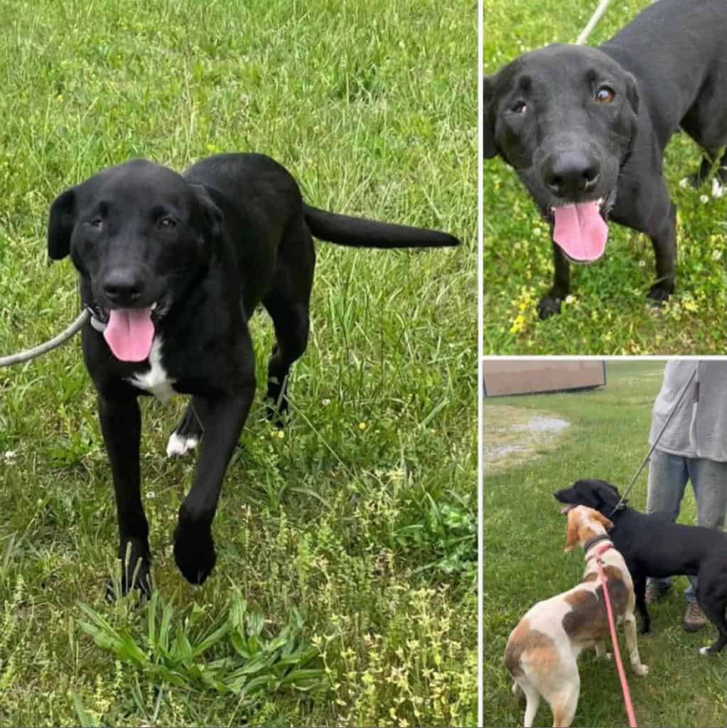 Adopt an Animal - Friends of Homeless Animals