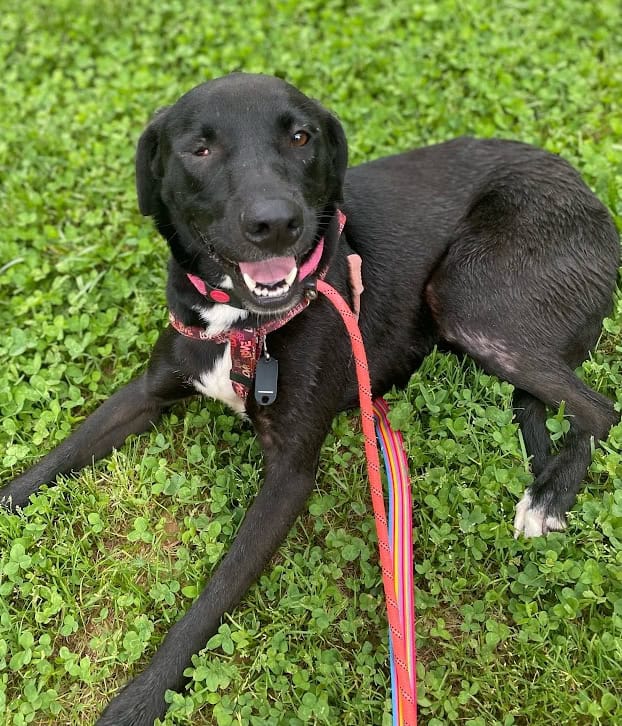 Adopt an Animal - Friends of Homeless Animals