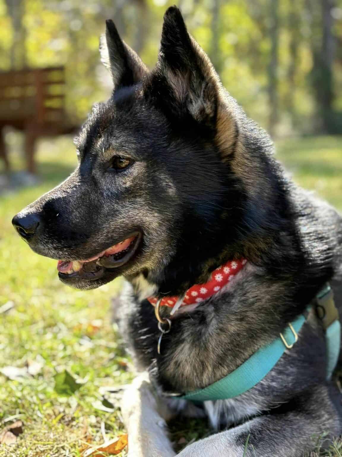 *Dog of the Week* - Kai - Friends of Homeless Animals