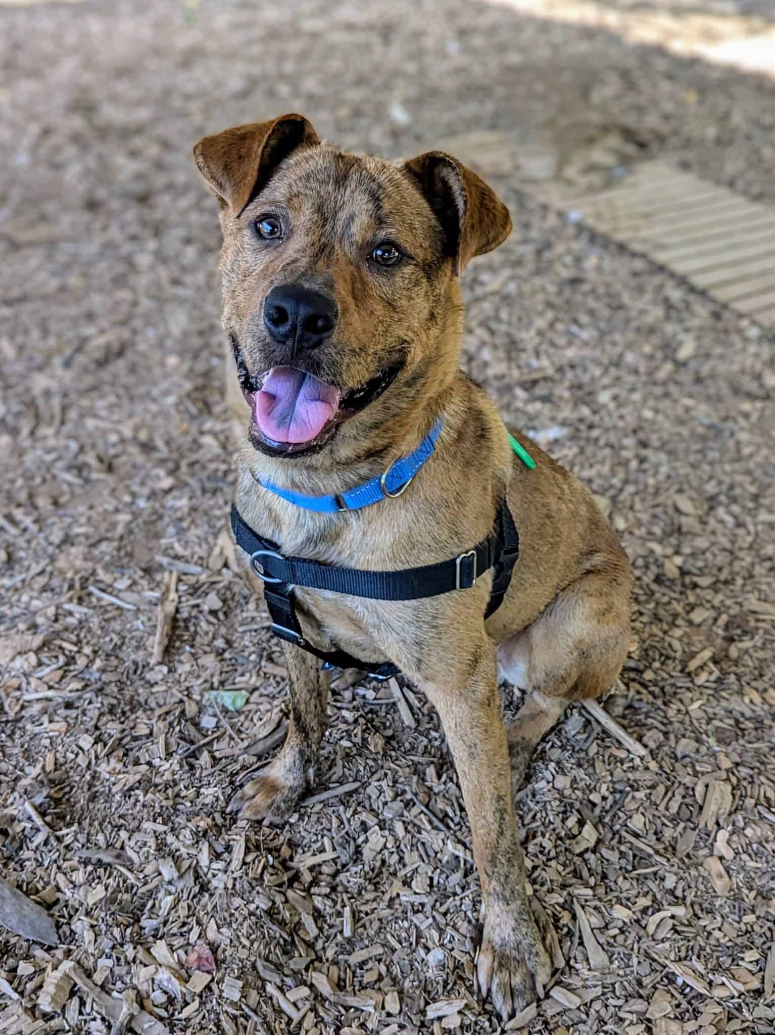 Valentino - Friends of Homeless Animals