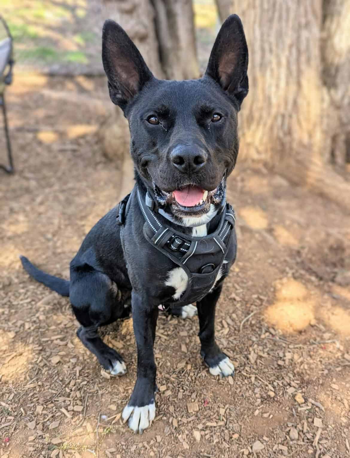 Rollo - Friends of Homeless Animals