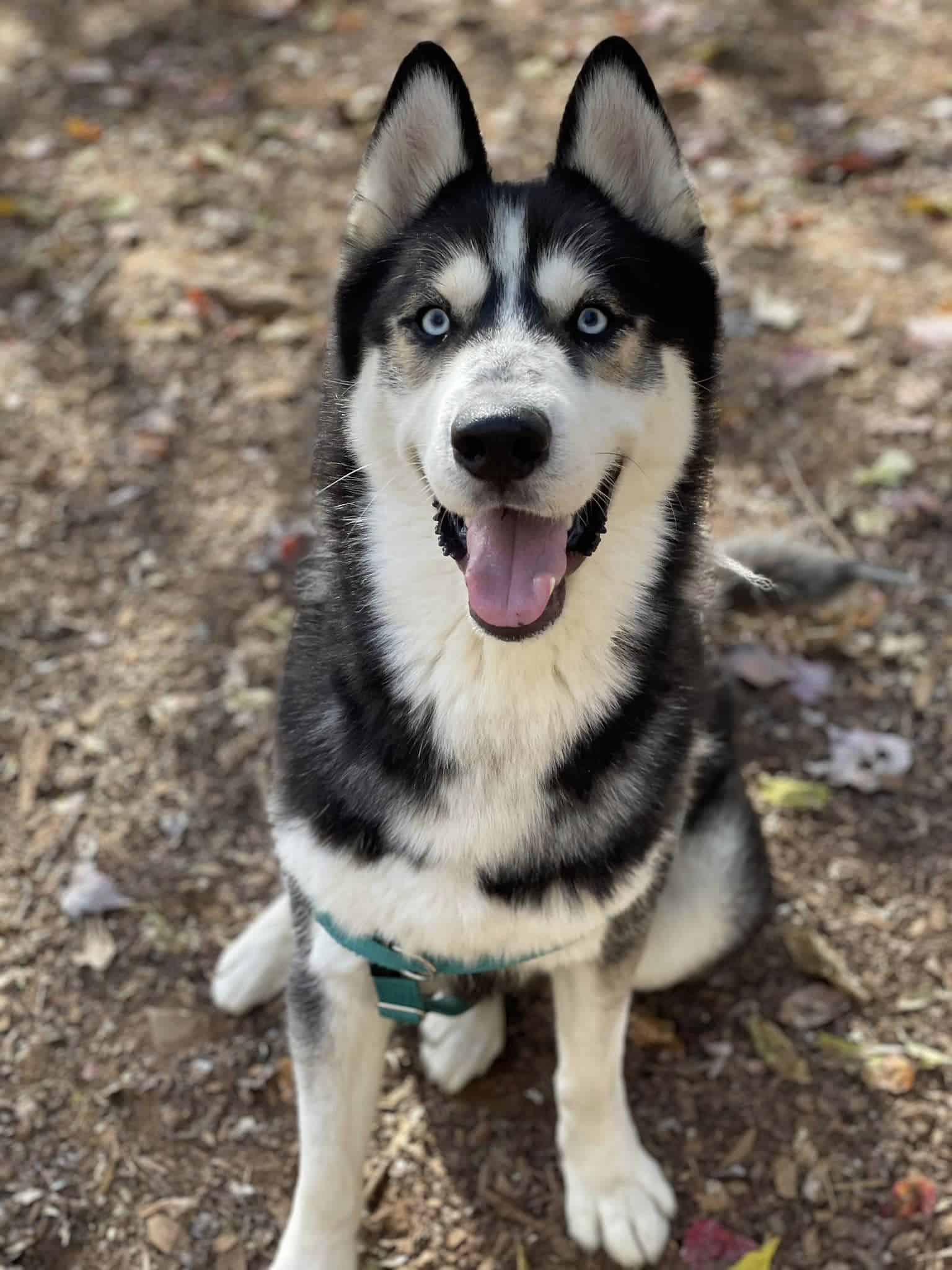 Adopt an Animal - Friends of Homeless Animals