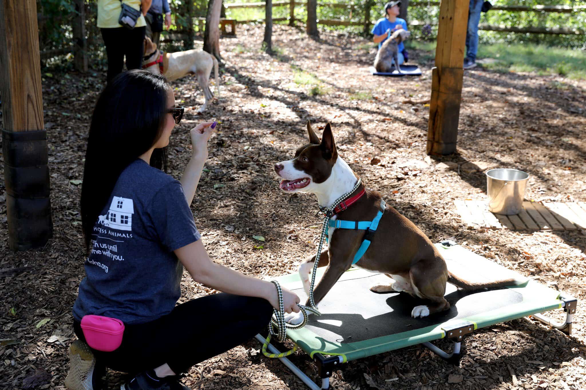 Friends of Homeless Animals Virginia | Saving Lives Since 1973