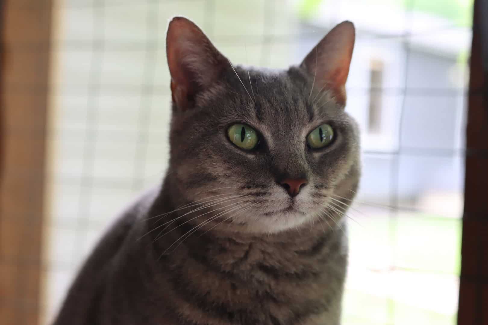 Meredith Grey - Friends of Homeless Animals