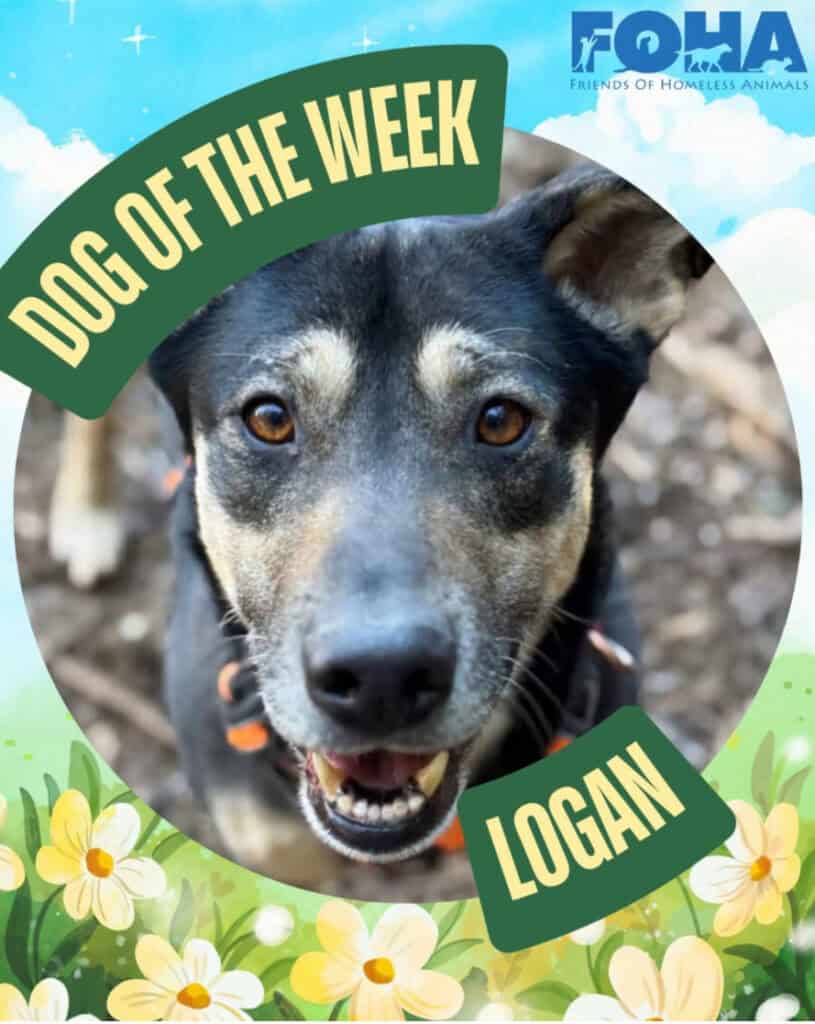 Adopt an Animal - Friends of Homeless Animals