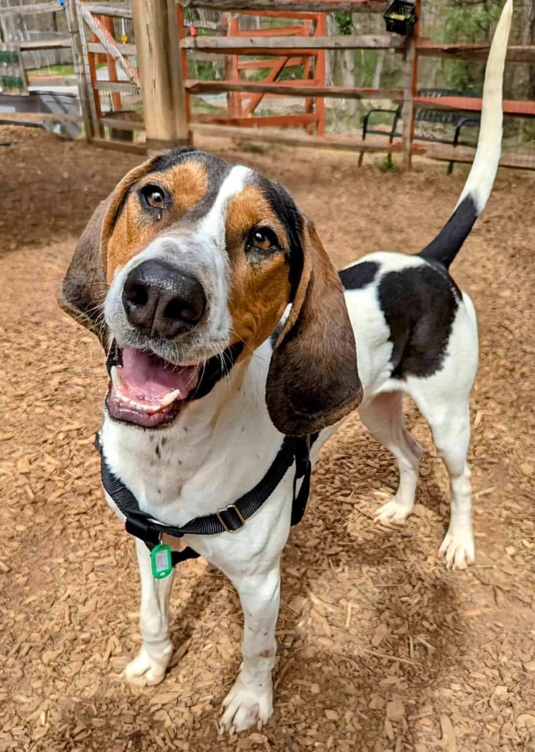 Blaze - Friends of Homeless Animals