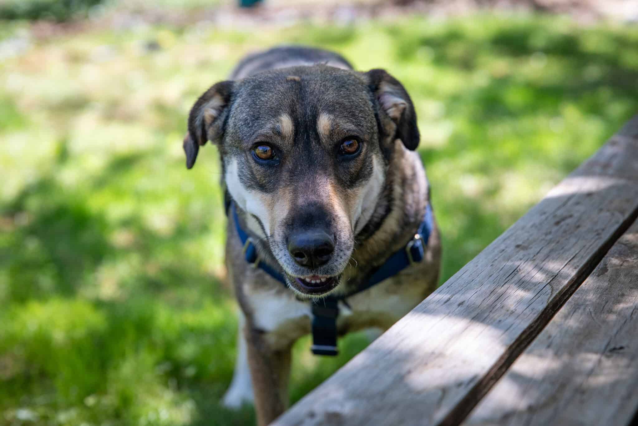 Adopt an Animal - Friends of Homeless Animals