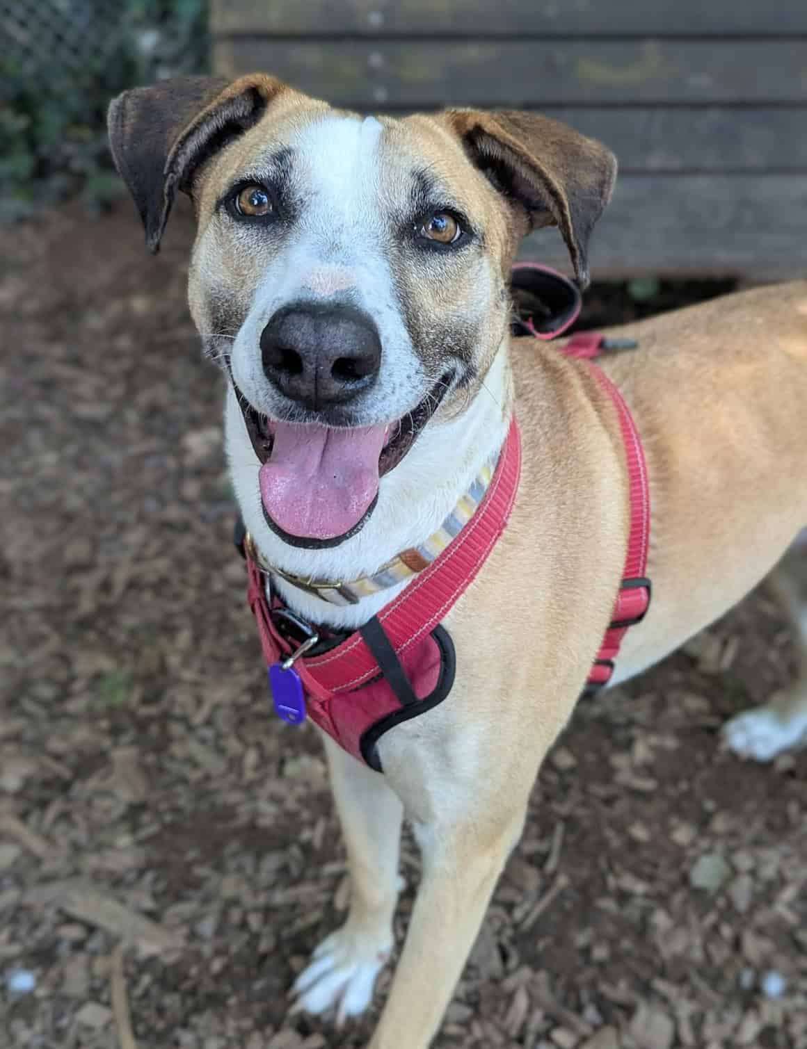 Dame - Friends of Homeless Animals