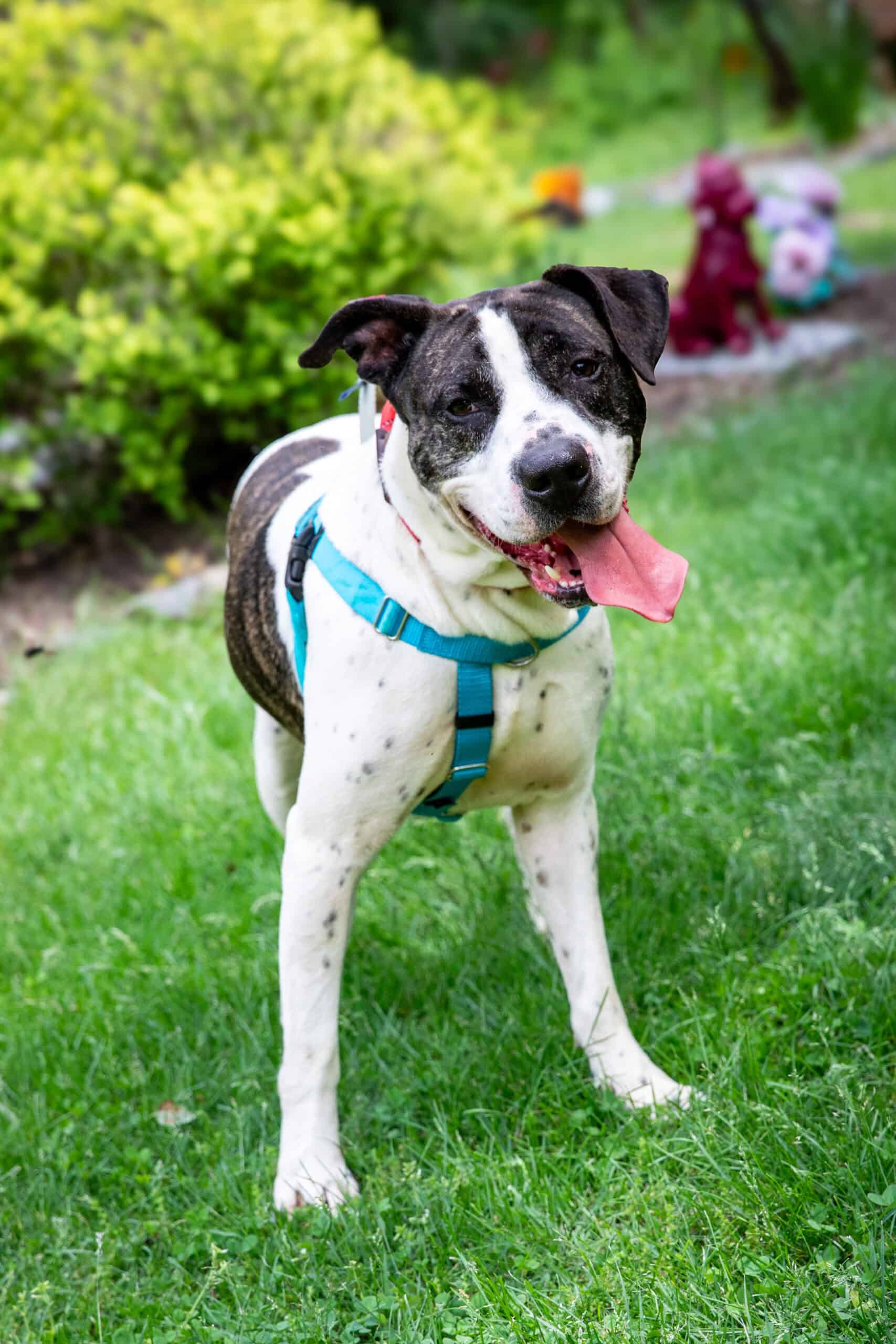 Jagger - Friends of Homeless Animals